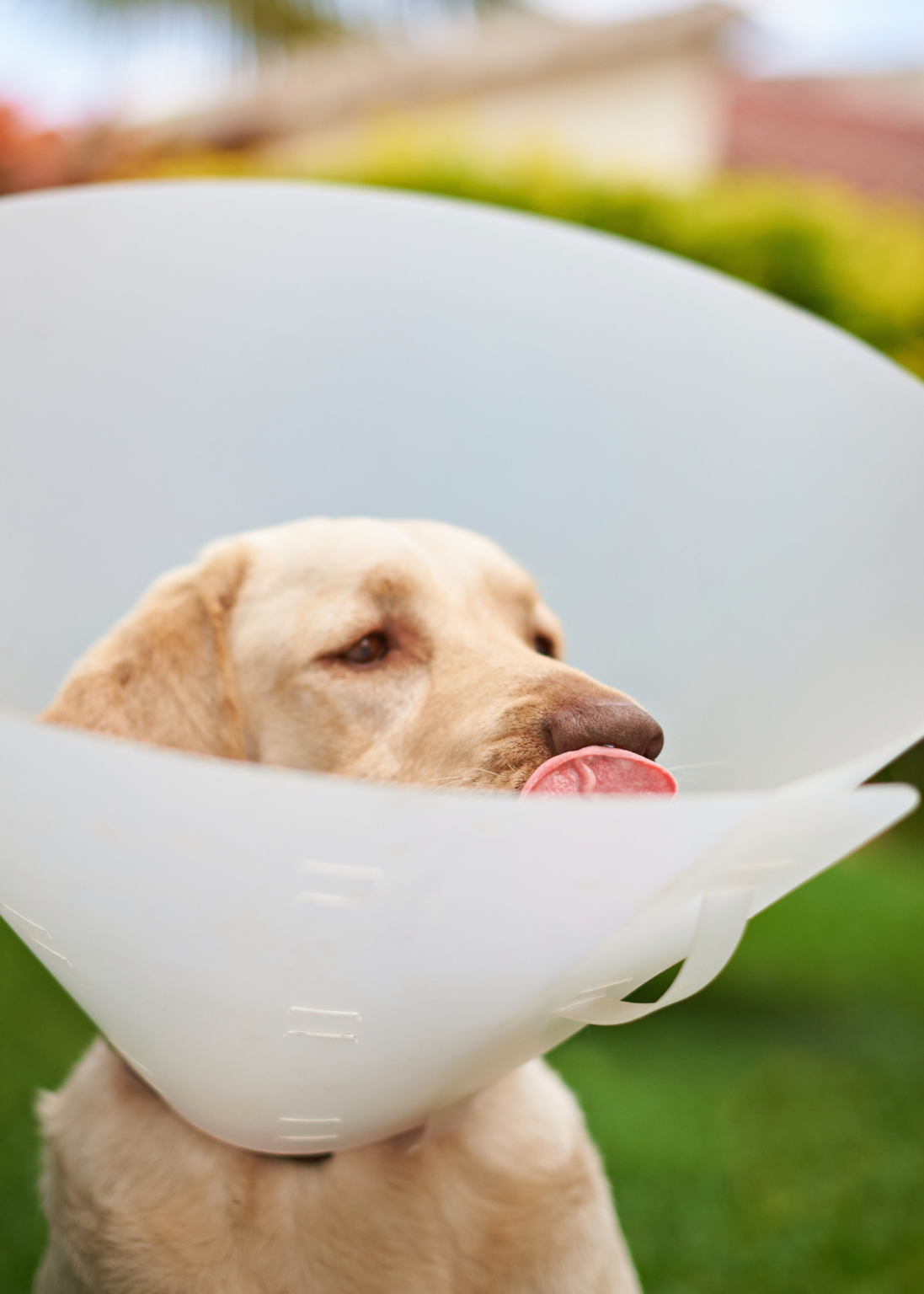 What is "Basic Veterinary Care"? - Don't Forget the Pets
