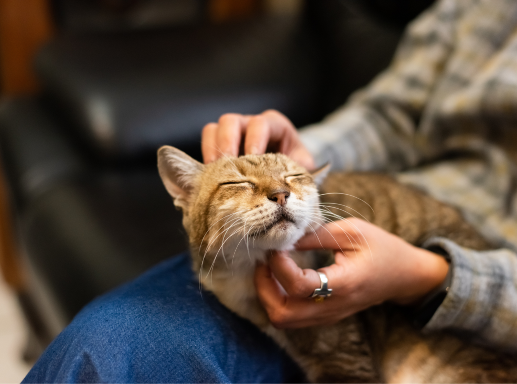Recognizing and Reducing Feline Stress - Don't Forget the Pets