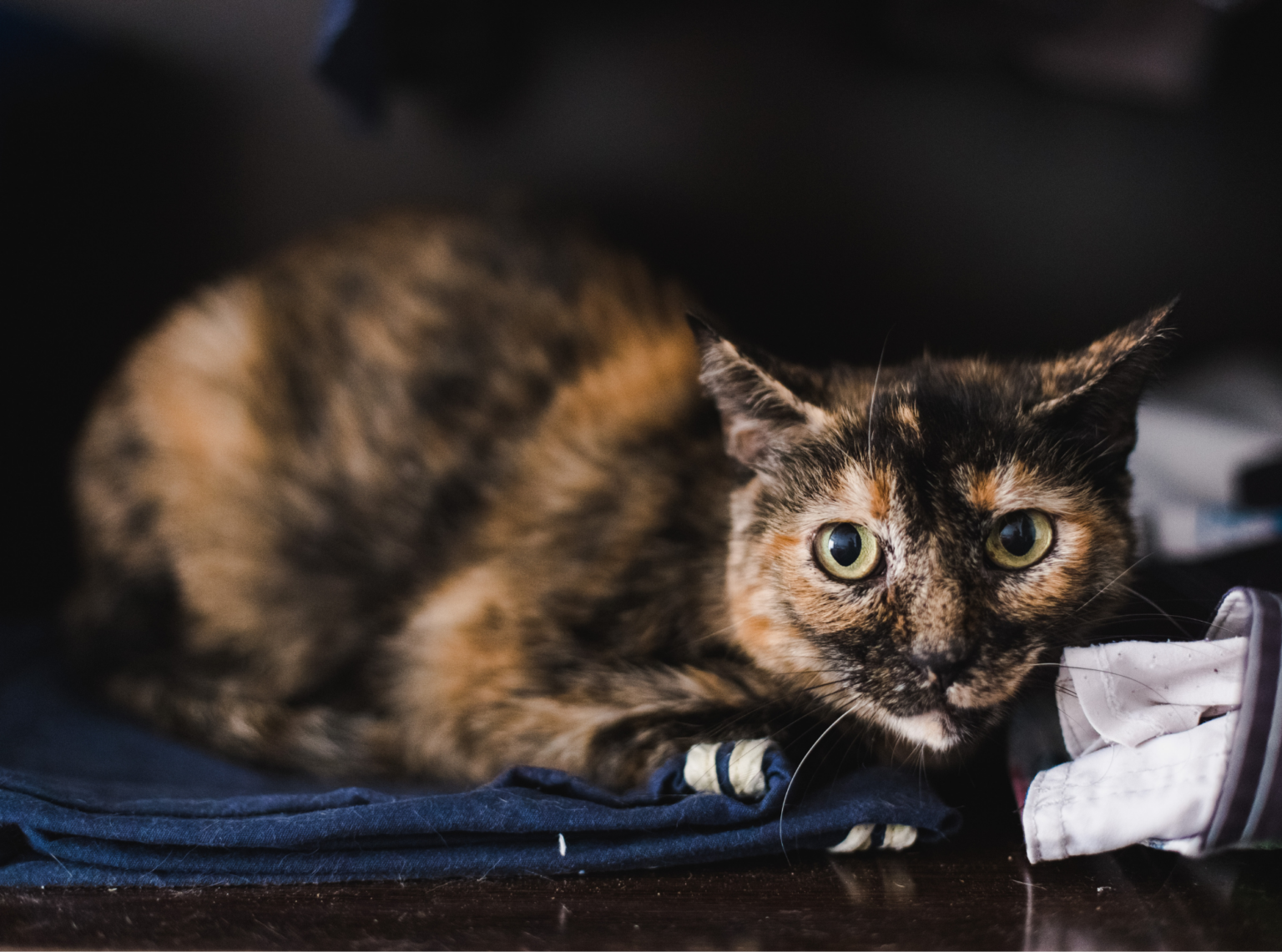 Recognizing and Reducing Feline Stress - Don't Forget the Pets